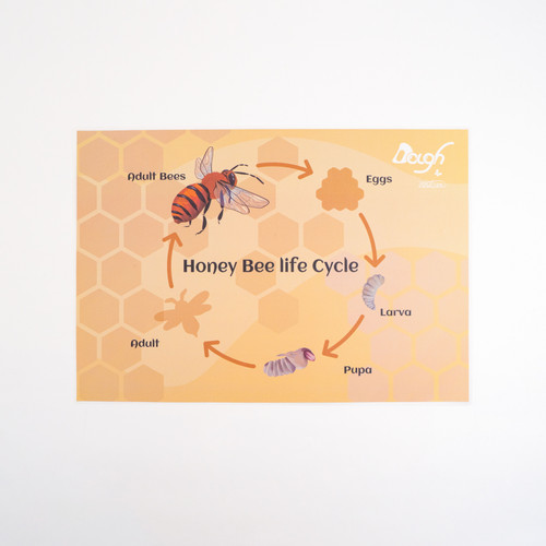 Playmat - Honeybee Life Cycle | Natura Toys