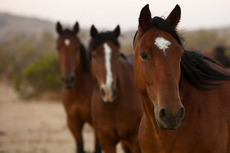 Home | Lifesavers Wild Horse Rescue - California