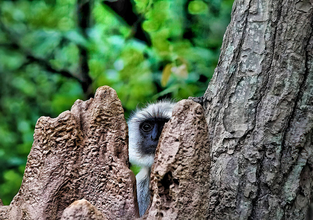 Primates of India and Where to Find Them