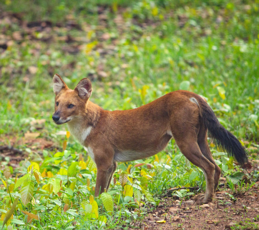 Introducing the Asiatic Wild Dog and Where to find it in India