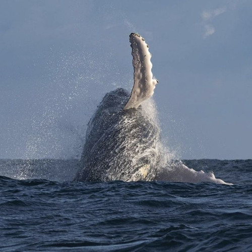 Tour Isla Cébaco – Full Day En Una Isla Escondida | Get Panama Tour ...