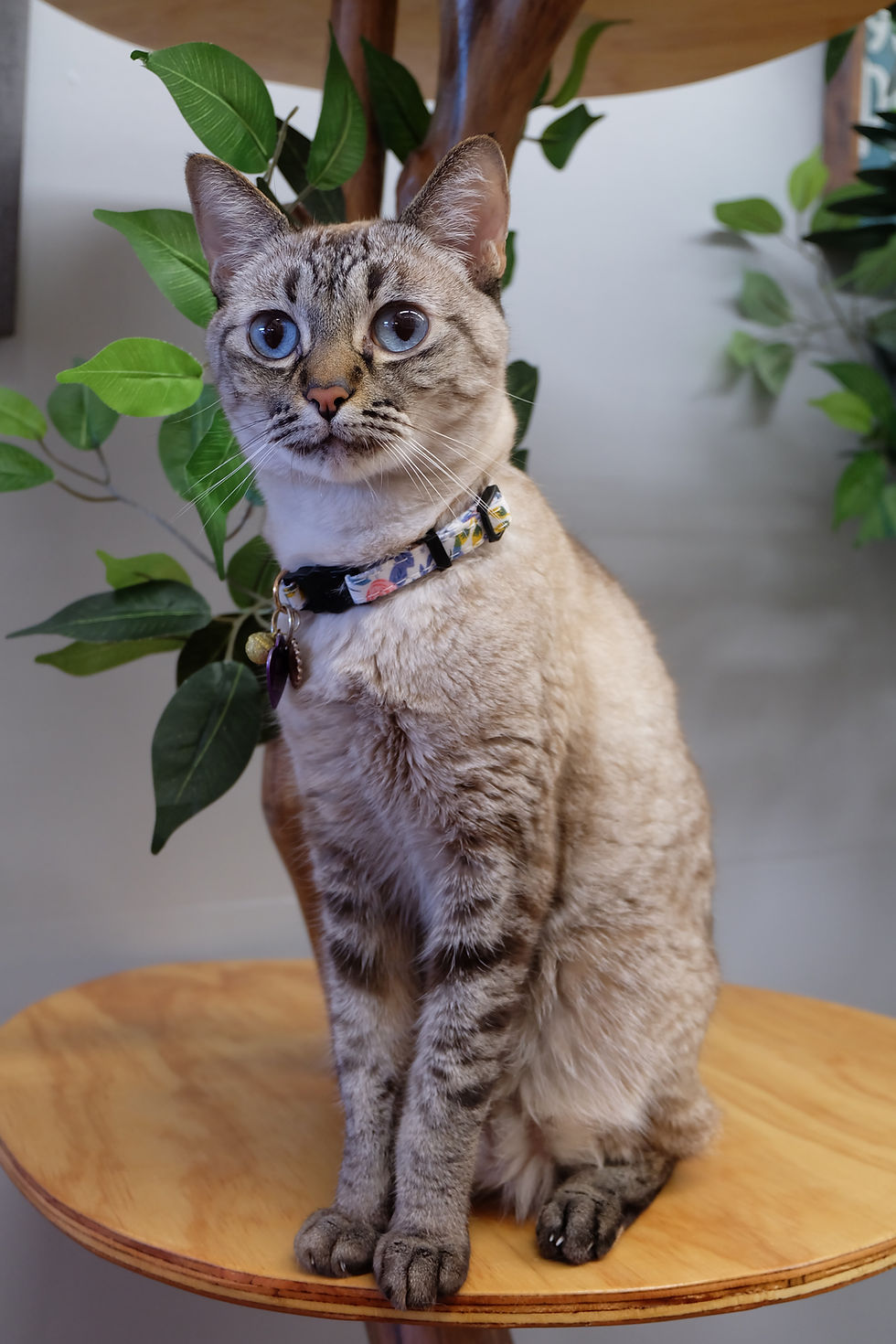 Photo Gallery | Aloha Cat Hotel