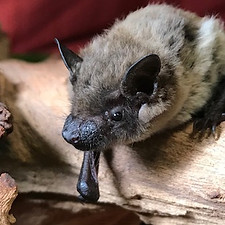 Batty Parent Adoptions | United States | Lubee Bat Conservancy
