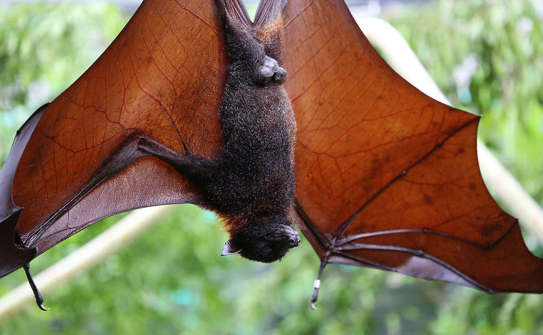Lubee | United States | Lubee Bat Conservancy