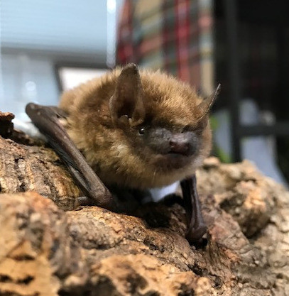 About Bats | United States | Lubee Bat Conservancy