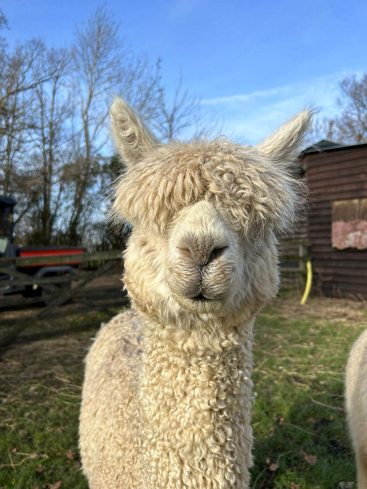 Exploring the Different Alpaca Breeds