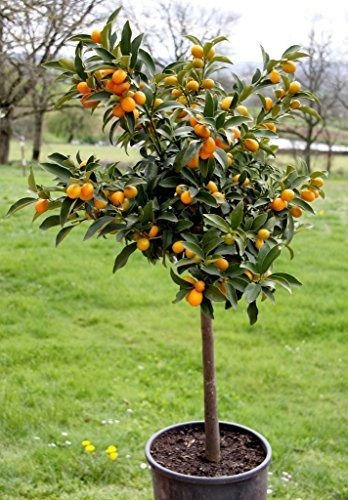 Cuidados del naranjo chino Kumquat