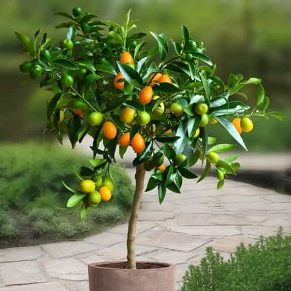 Cuidados del naranjo chino Kumquat