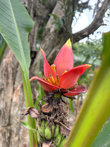 Musa laterita | Himalayan Gardens