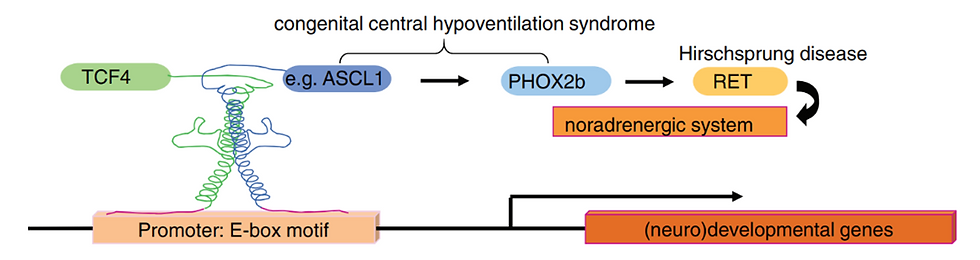 TCF4, The Gene Behind Pitt-Hopkins Syndrome
