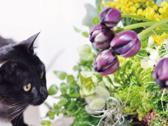 flower oblaat (フラワーオブラート)