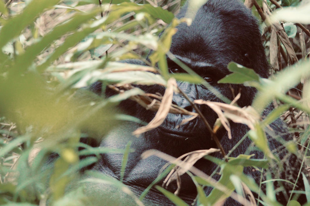 Saving Rwanda Gorillas Through Tourism with Dr. Tara Stoinski