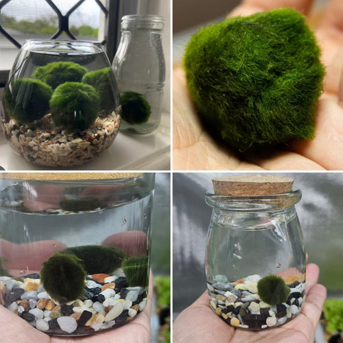 Marimo Ball S | carnivoraes