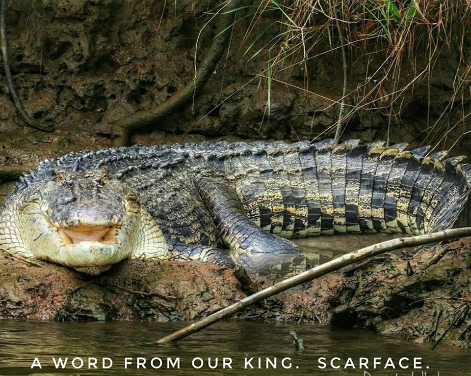 Welcome to Crocodile Country, Northern Australia 📽