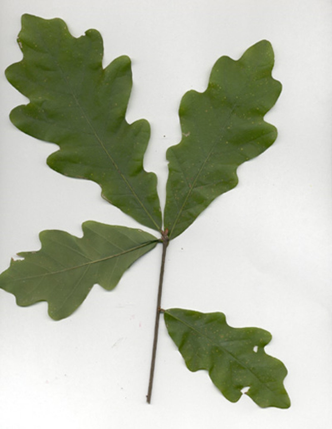 Quercus alba