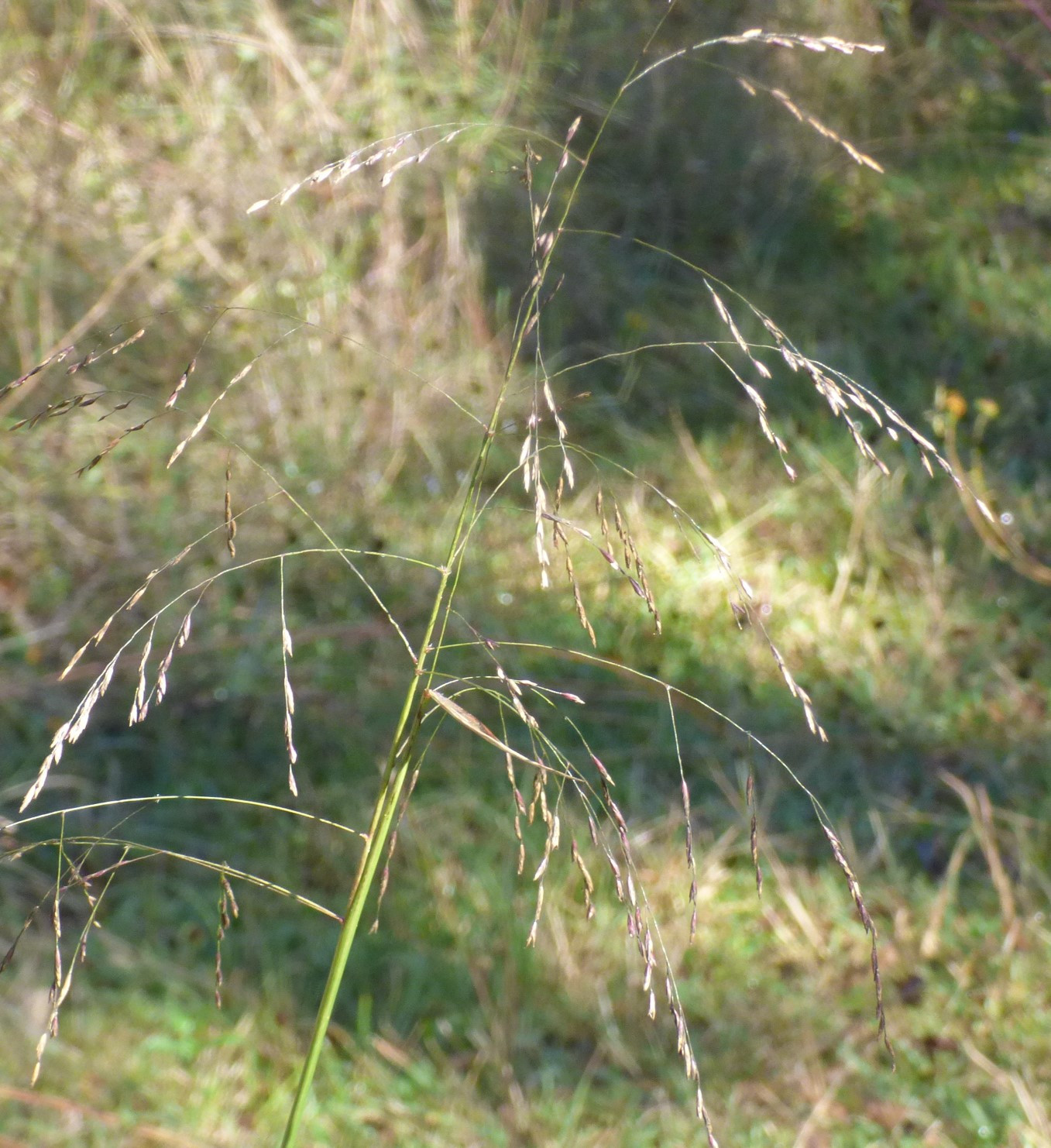 Tridens flavus