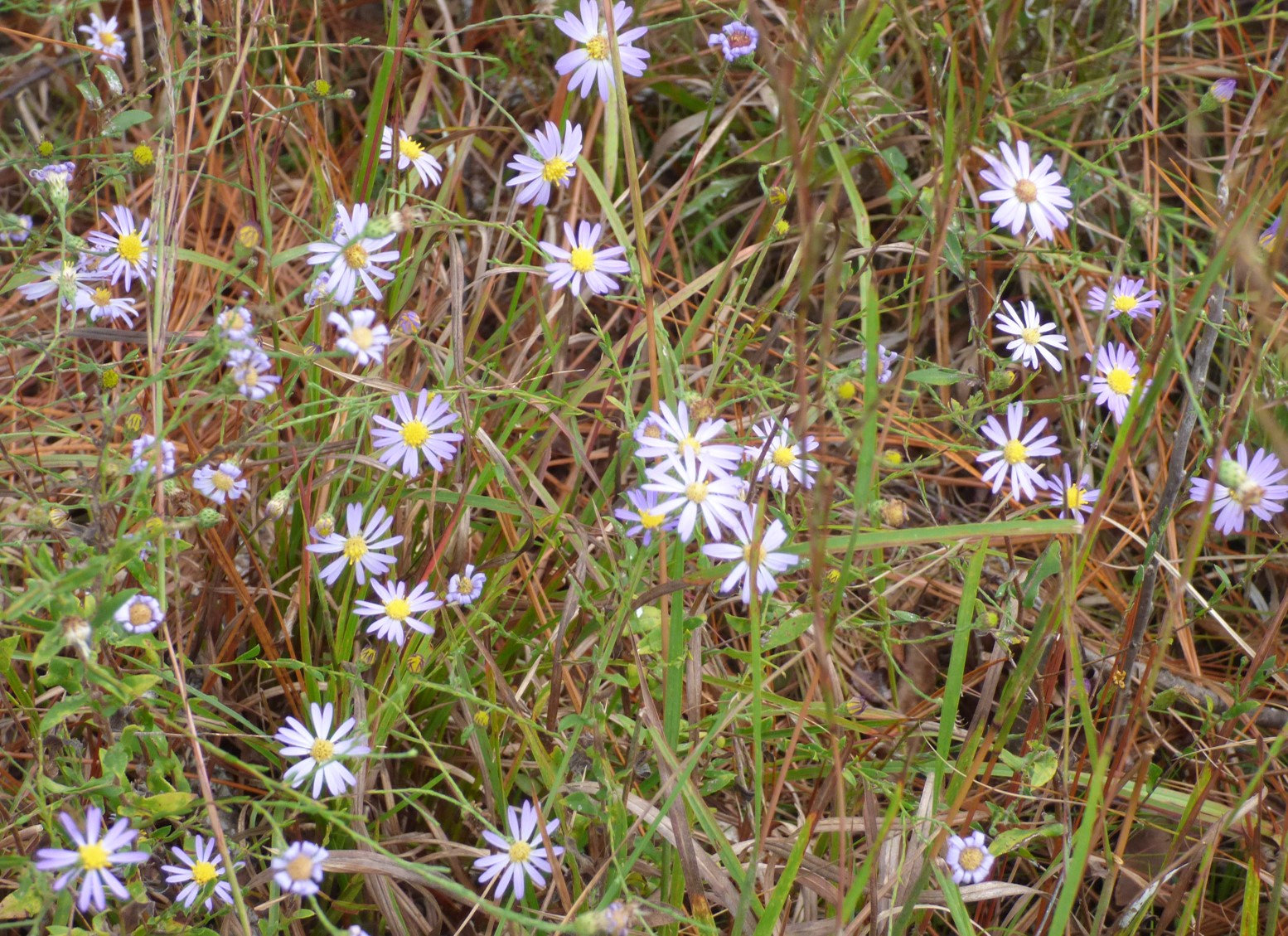 Aster patens