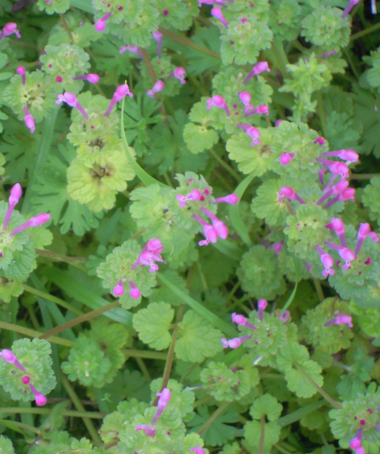 Lamium amplexicaule