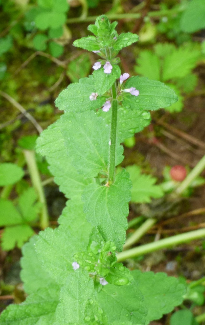 Stachys crenata