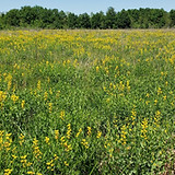 Cajun Prairie Habitat Preservation Society
