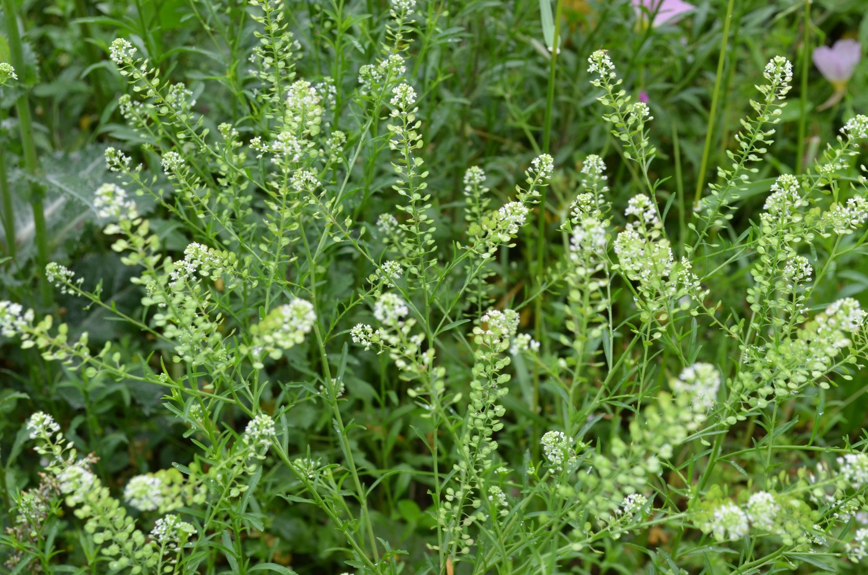 Lepidium virginicum