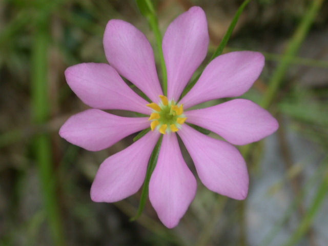 Sabatia gentianoides
