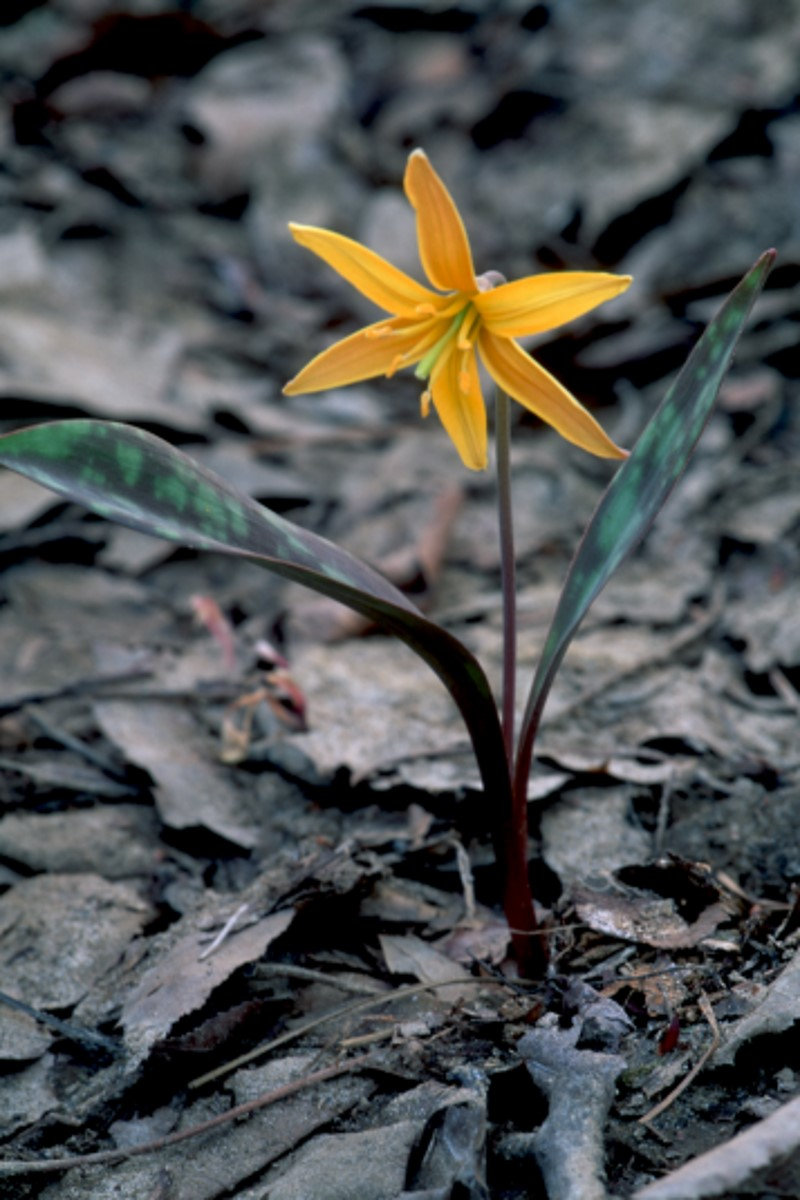 Erythronium rostratum