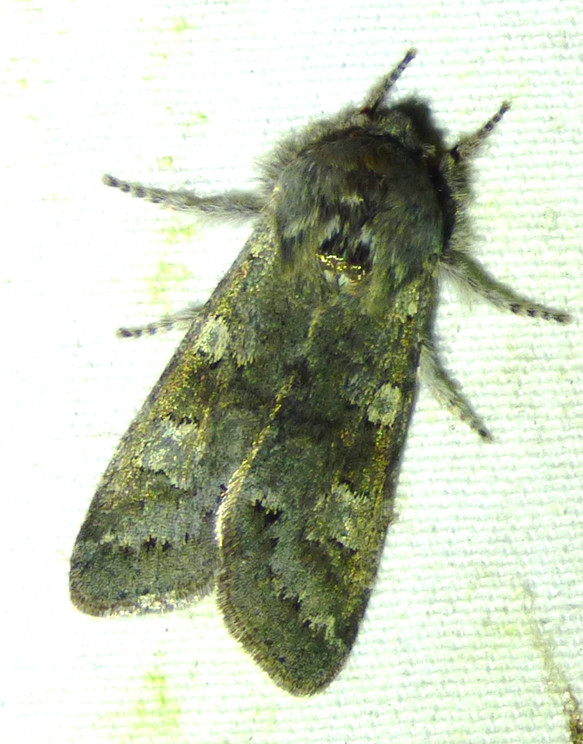 Psaphida rolandi