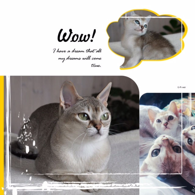 Emong cat family | ioiever