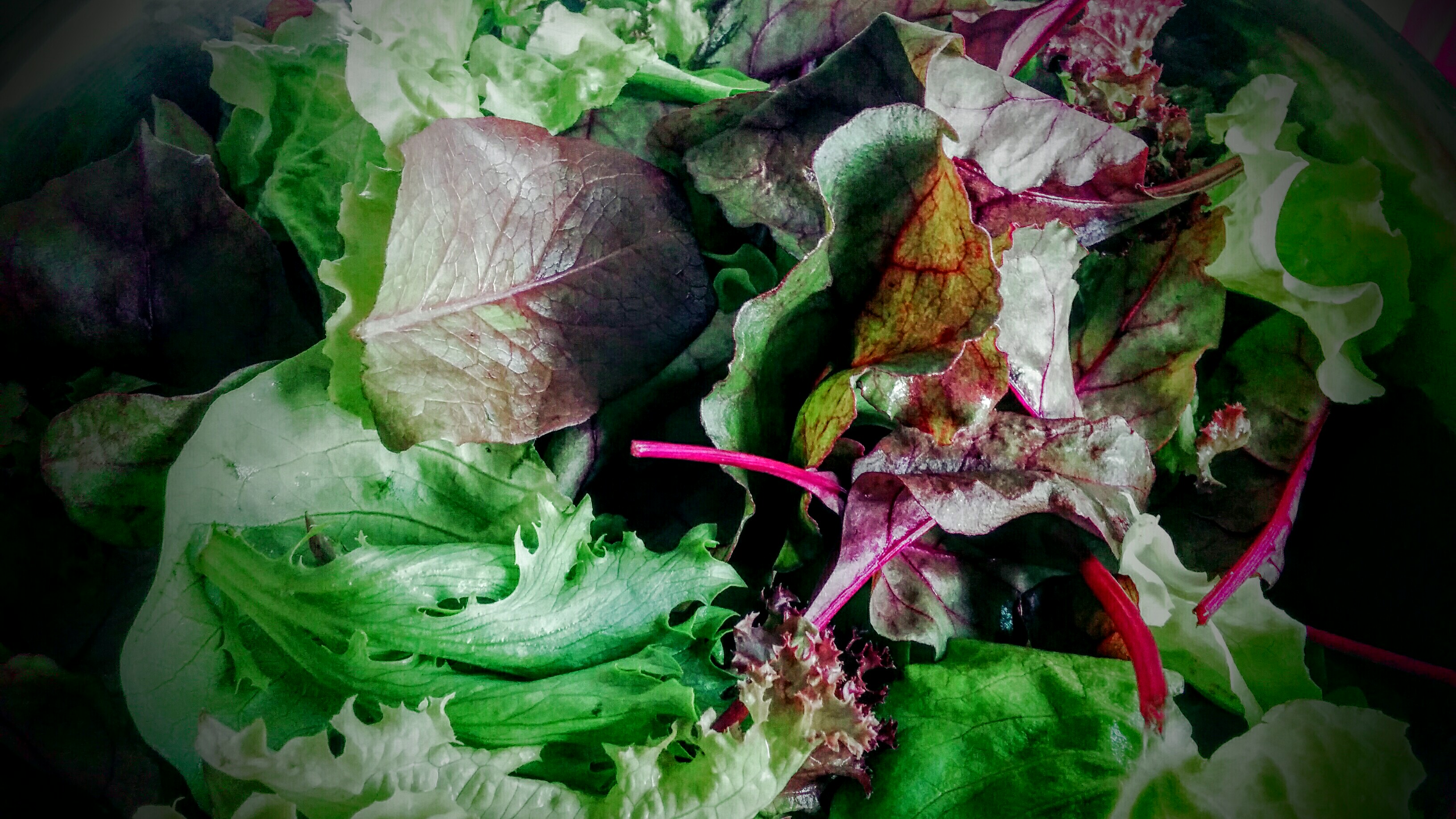 Puddle Produce Farm - Soda Creek, BC