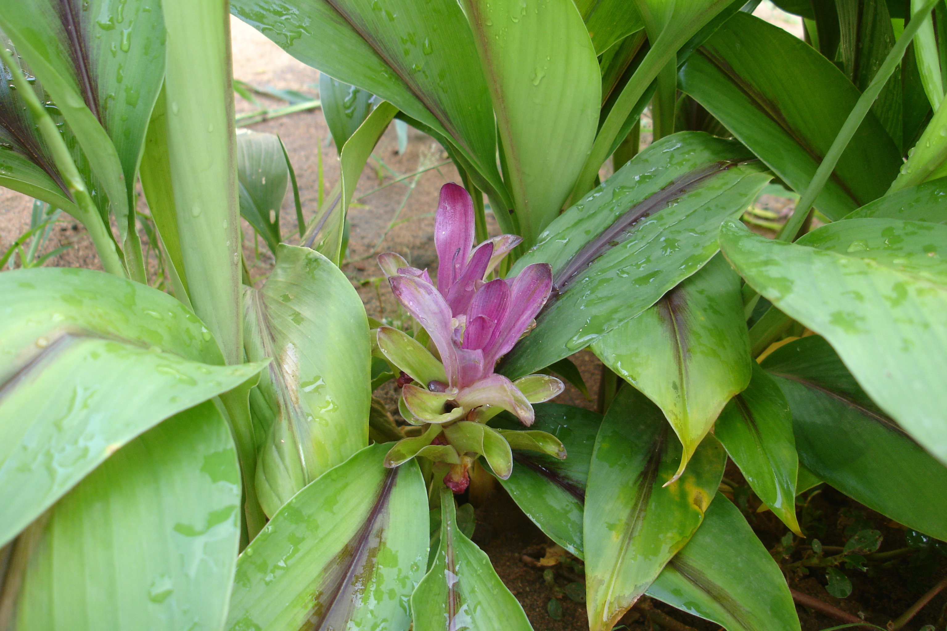 KUNYIT HITAM | BLACK TURMERIC | Taman Herba Gopeng