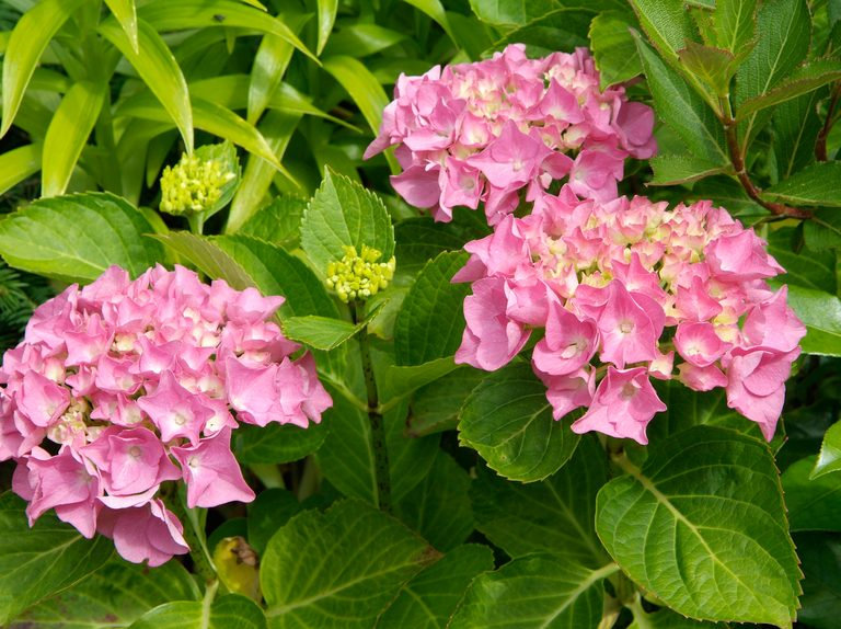 BUNGA TIGA BULAN | BIGLEAF HYDRANGEA | Taman Herba Gopeng