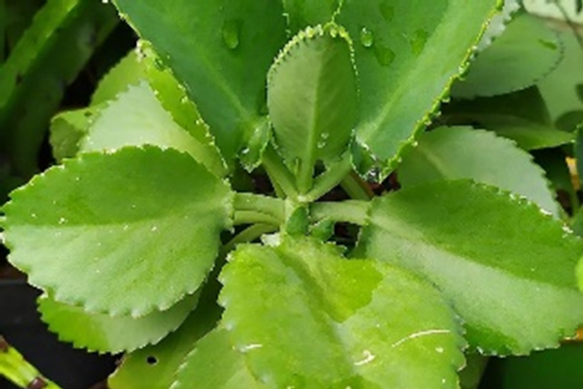 SETAWAR | CATHEDRAL BELLS | Taman Herba Gopeng