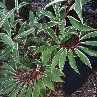 SETAWAR HALIA | CREPE GINGER | Taman Herba Gopeng