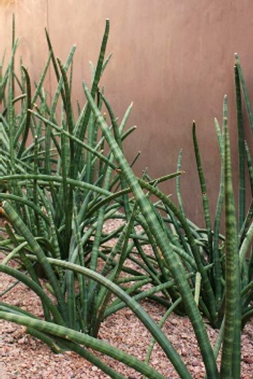 POKOK TANDUK | AFRICAN SPEAR | Taman Herba Gopeng