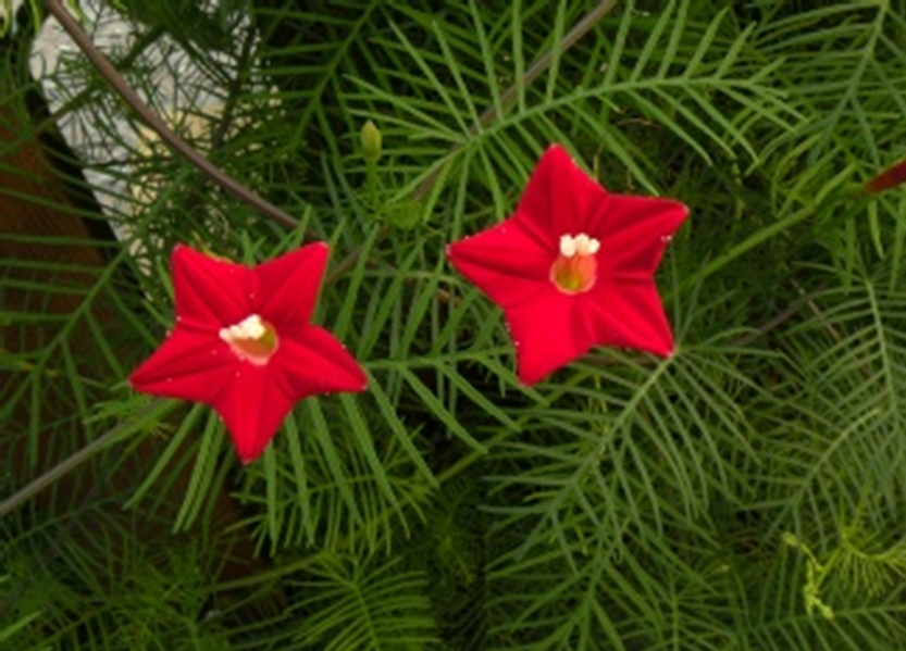 BUNGA BINTANG | CYPRESS VINE | Taman Herba Gopeng