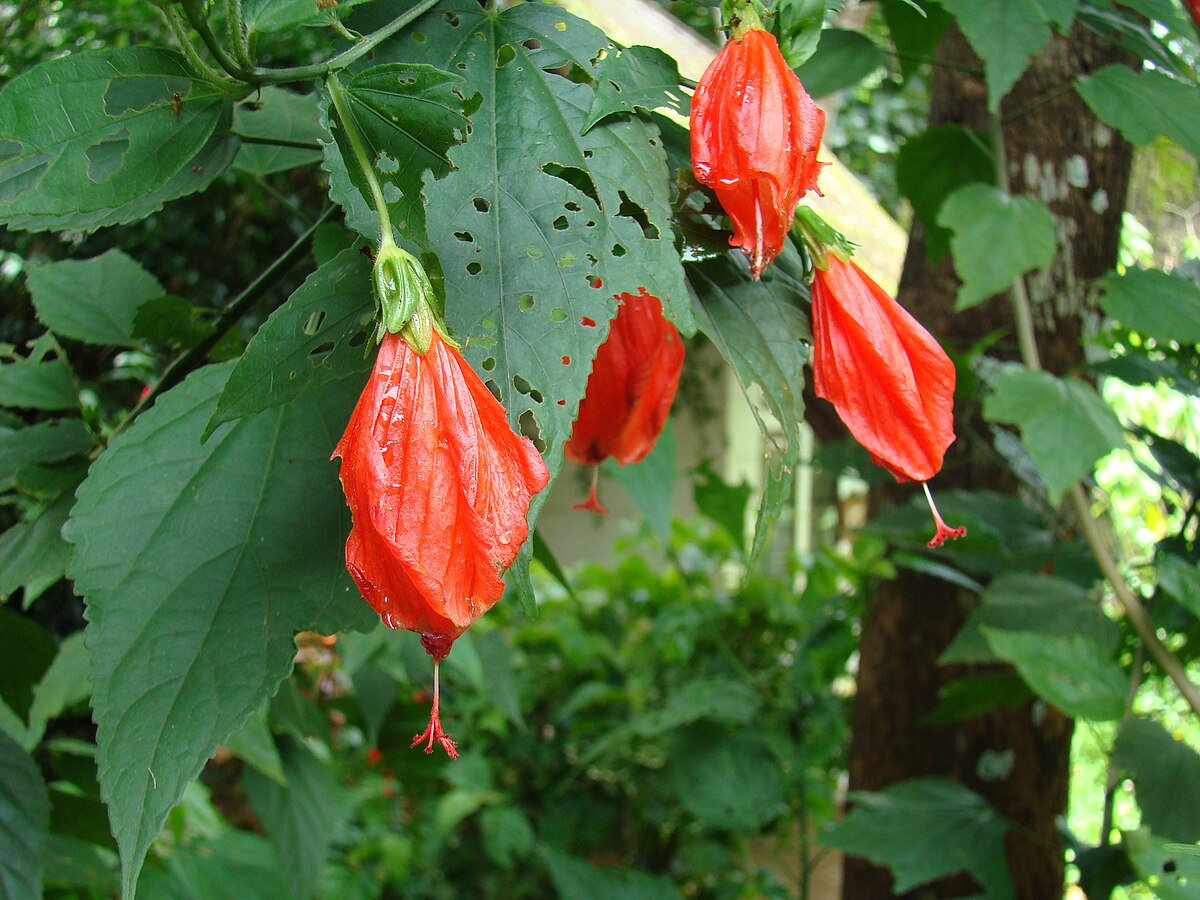 BUNGA RAYA KUNCUP | WAX MALLOW | Taman Herba Gopeng