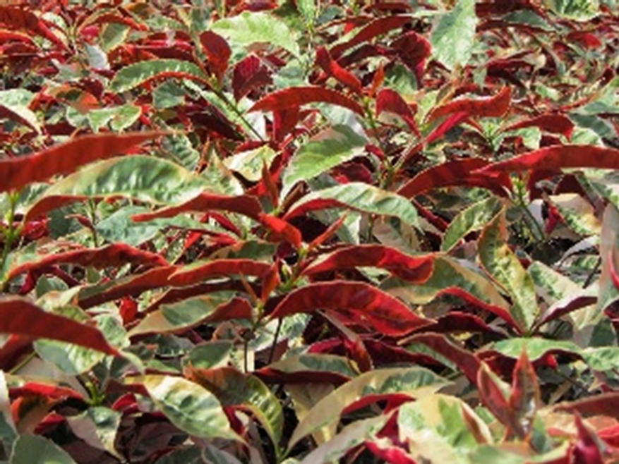 SAMBANG MERAH | CHINESE CROTON | Taman Herba Gopeng