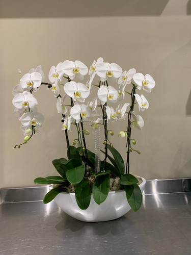 EFP-1 | Evolution Flowers