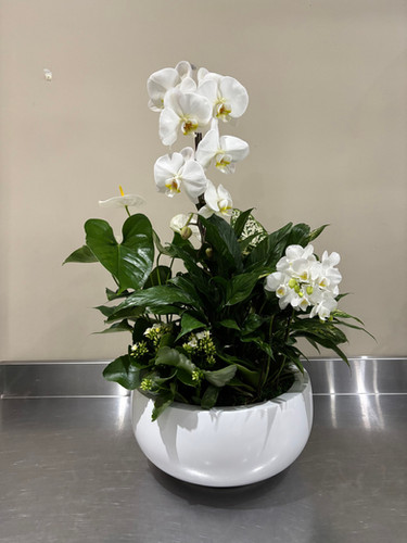 EFP-3 | Evolution Flowers