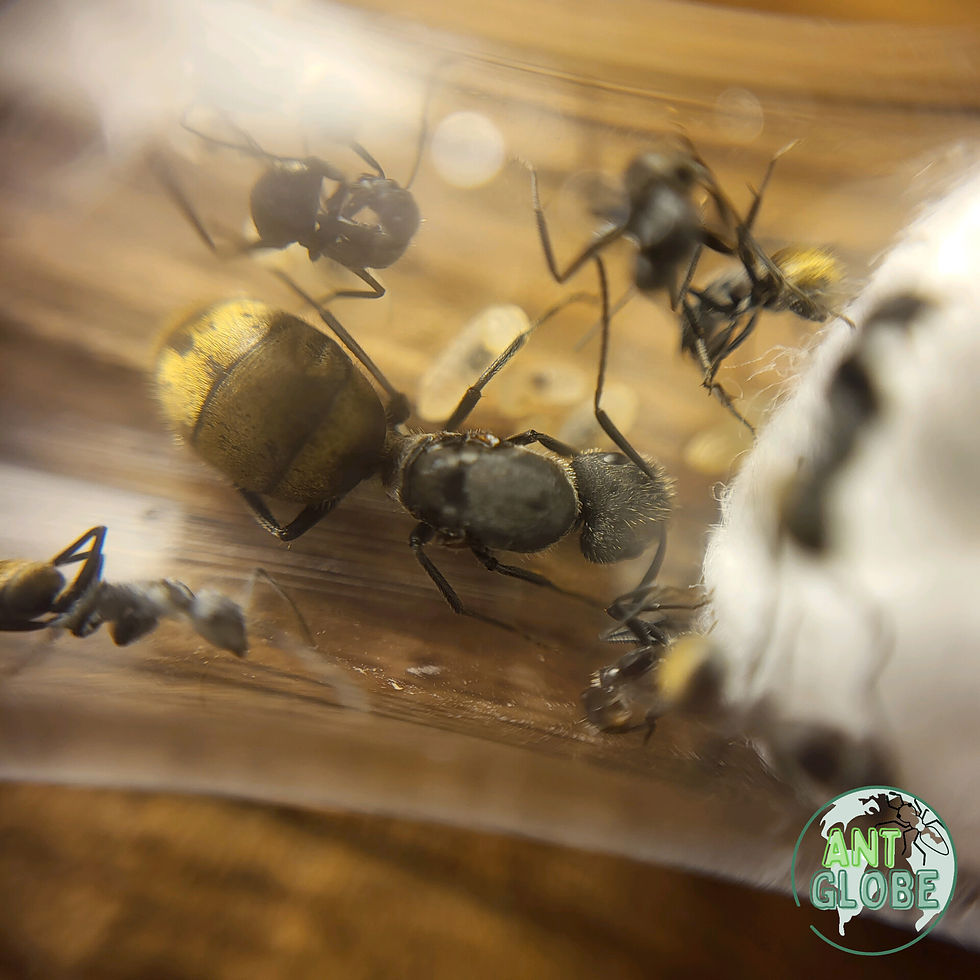 Camponotus mus | Antglobe