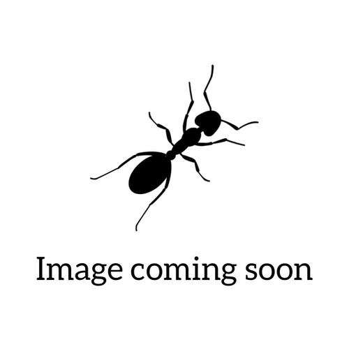 Polyrhachis proxima | Antglobe