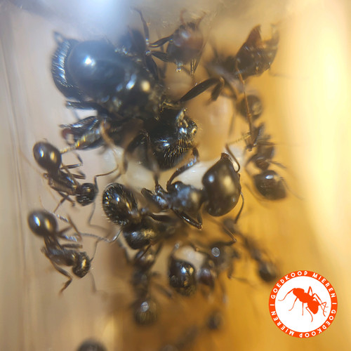 Messor structor | Antglobe