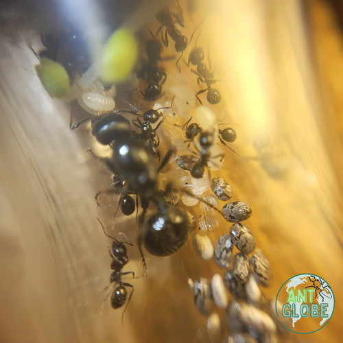 Messor bouvieri | Antglobe