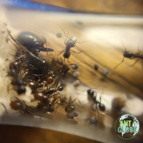 Messor angularis | Antglobe