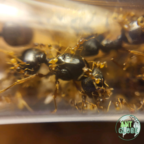 Carebara affinis | Antglobe