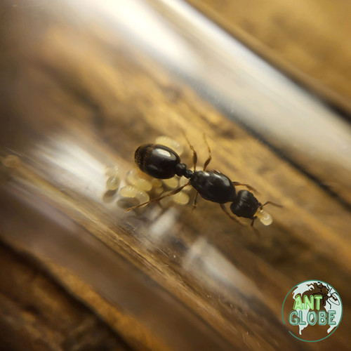 Tetramorium impurum | Antglobe