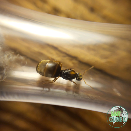 Lasius myops | Antglobe