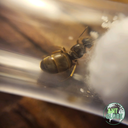 Lasius platythorax | Antglobe