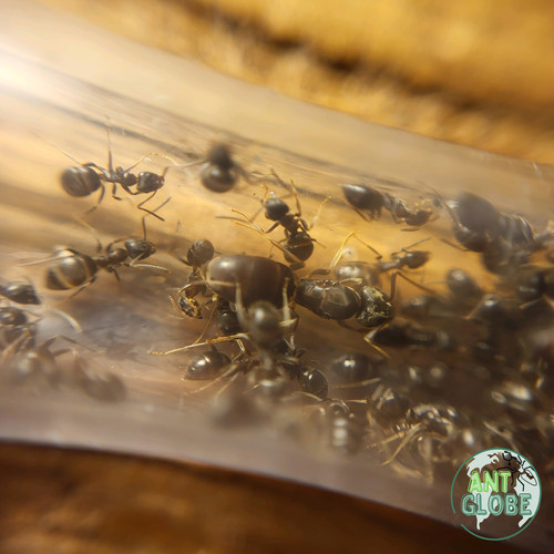 Lasius rabaudi | Antglobe